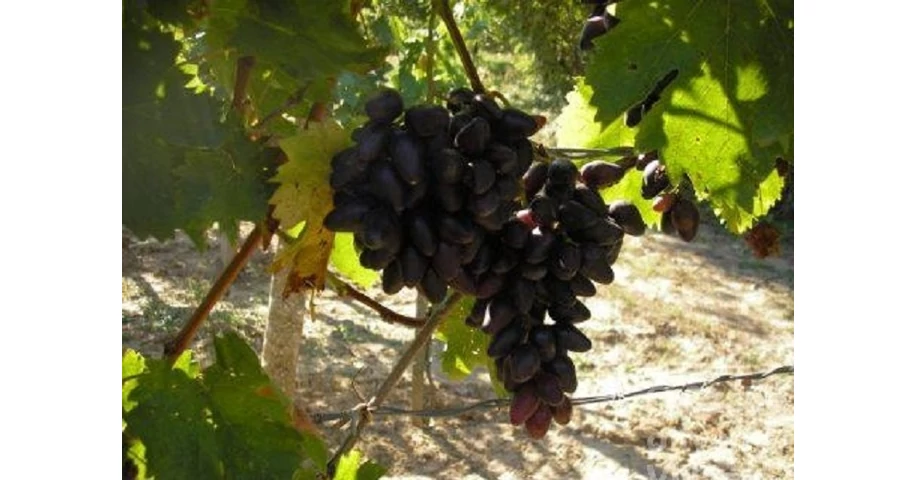 Vitis vinifera Souvenir (Datolyaszőlő) / Souvenir (Datolyaszőlő) vörös ...