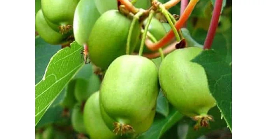 Actinidia arguta issai kiwi / kopasz mini kivi Issai