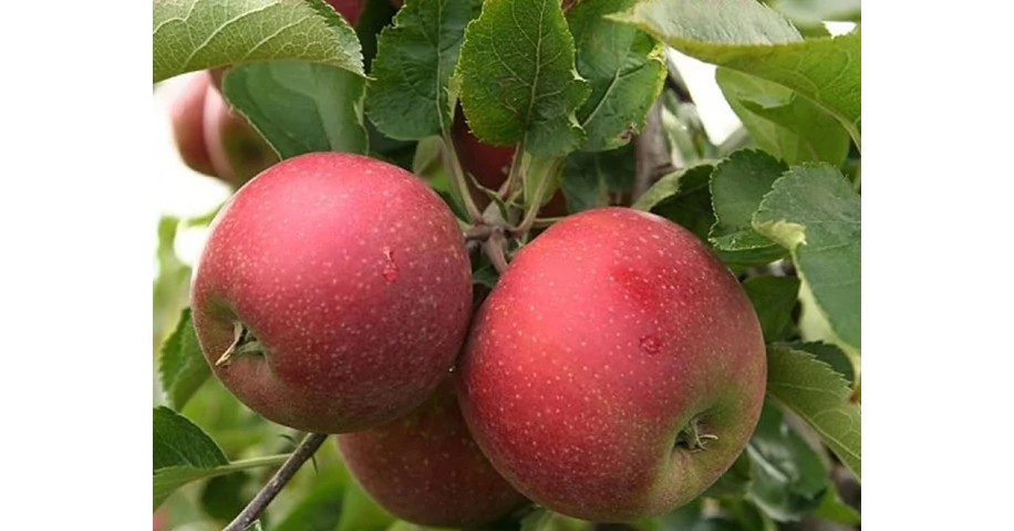 Malus domestica Red jonaprince / Red jonaprince alma Törpe alany M9