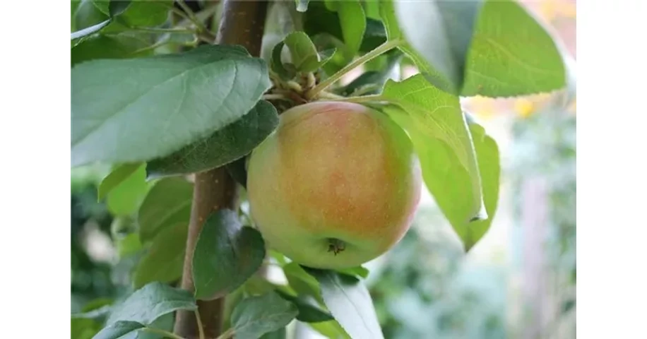 Malus domestica Nyári fontos / Nyári fontos alma