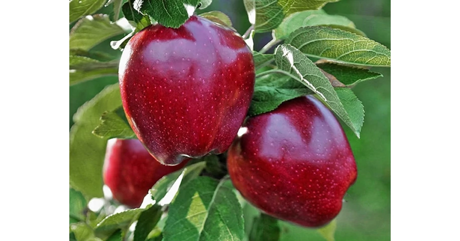 Malus domestica Red Chief (Campbell del.) / Red Chief (Campbell del.) alma