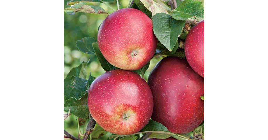 Malus domestica Summered /Summered alma