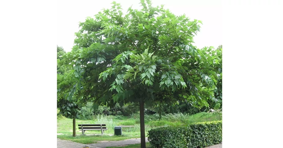 Morus alba macrophylla / Nagylevelű fehér eperfa
