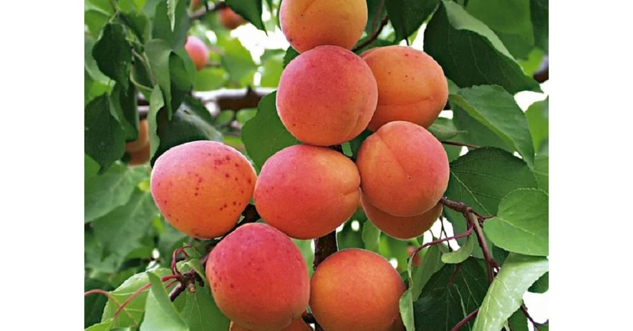 Prunus armeniaca Kuresia / Kuresia kajszi