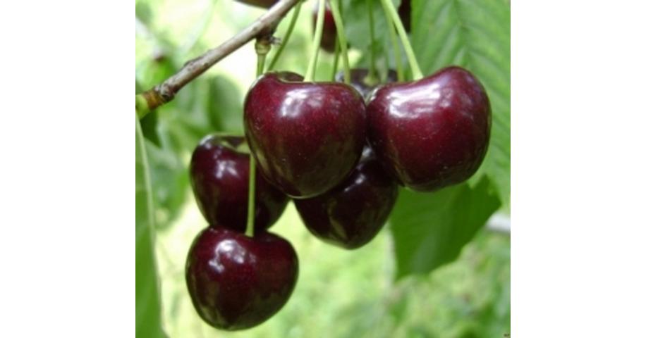 Prunus avium Kordia / Kordia cseresznye