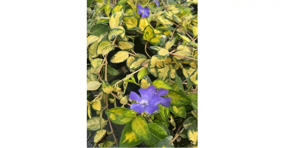 Vinca minor variegated golden / Arany tarka meténg