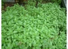 Mentha crispata / Fodormenta